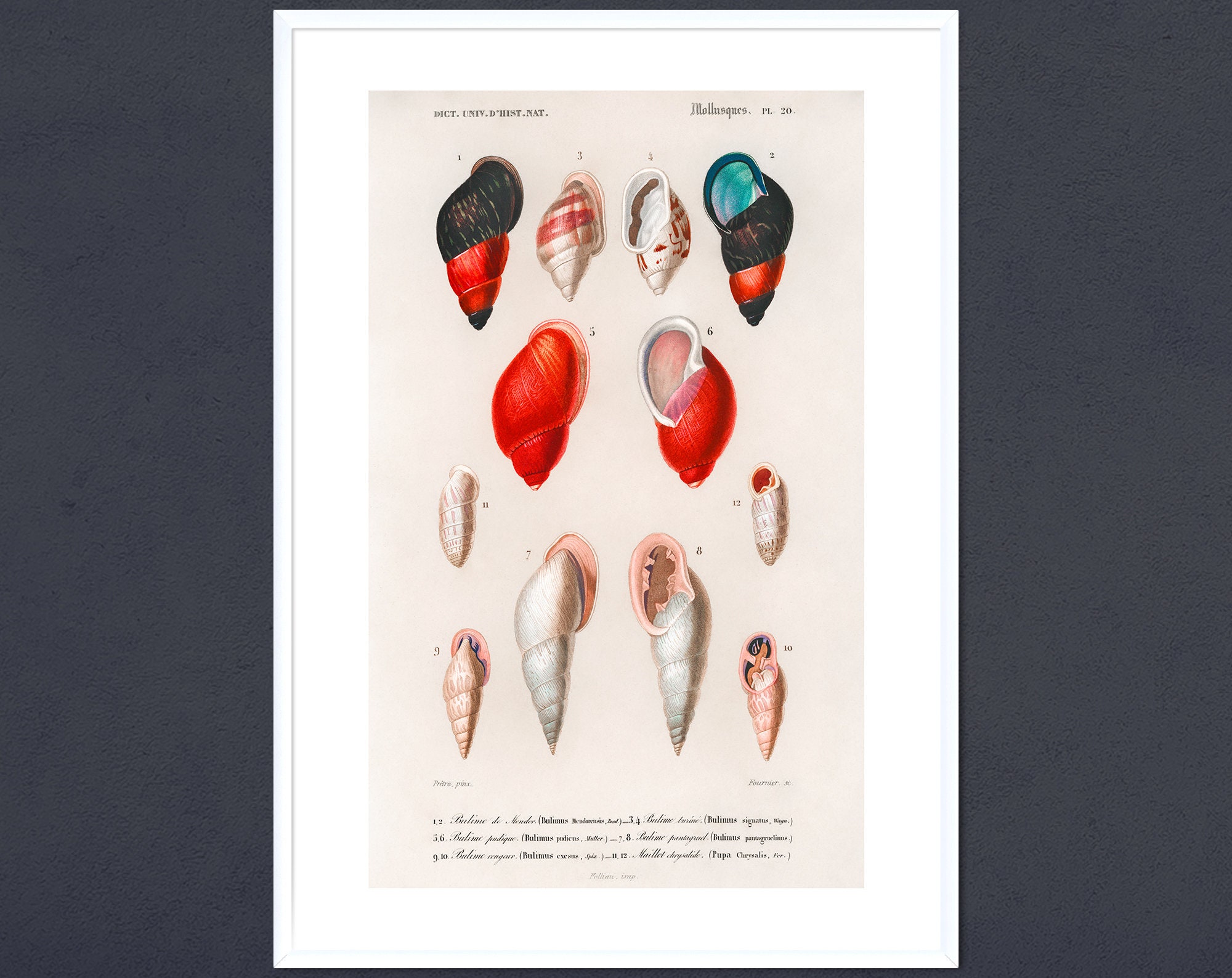 Vintage Mollusk Print Sea Shells Wall Art Nautical Decor - Etsy