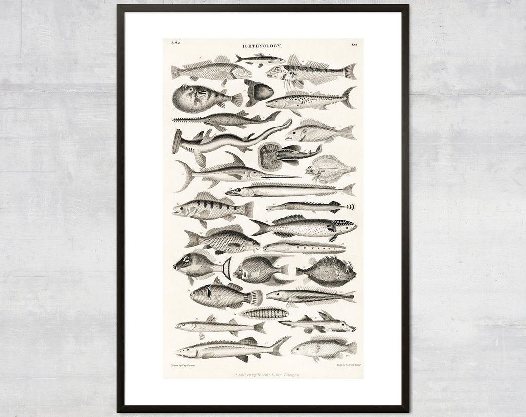Vintage Fish Art Print, Antique Ocean Diagram Wall Art, Victorian Art ...