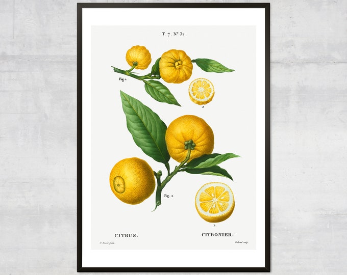 Vintage Lemon Poster Lithograph Print Antique Botanical - Etsy