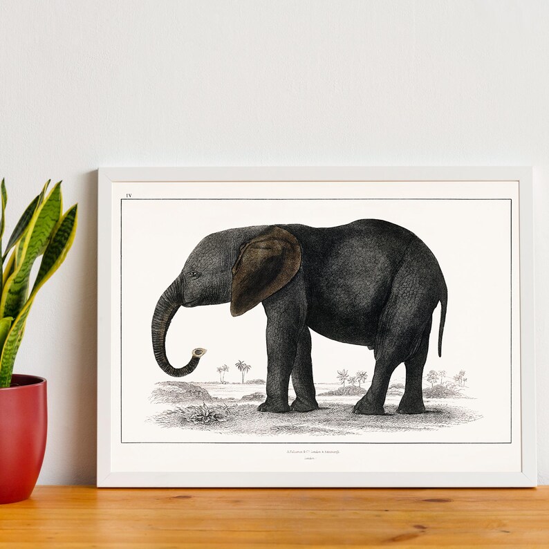 Vintage Elephant Illustration Print, Antique Wildlife Art, Safari ...