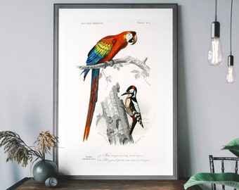 Pink Flamingo Vintage Art Print Birds of America Decor - Etsy UK