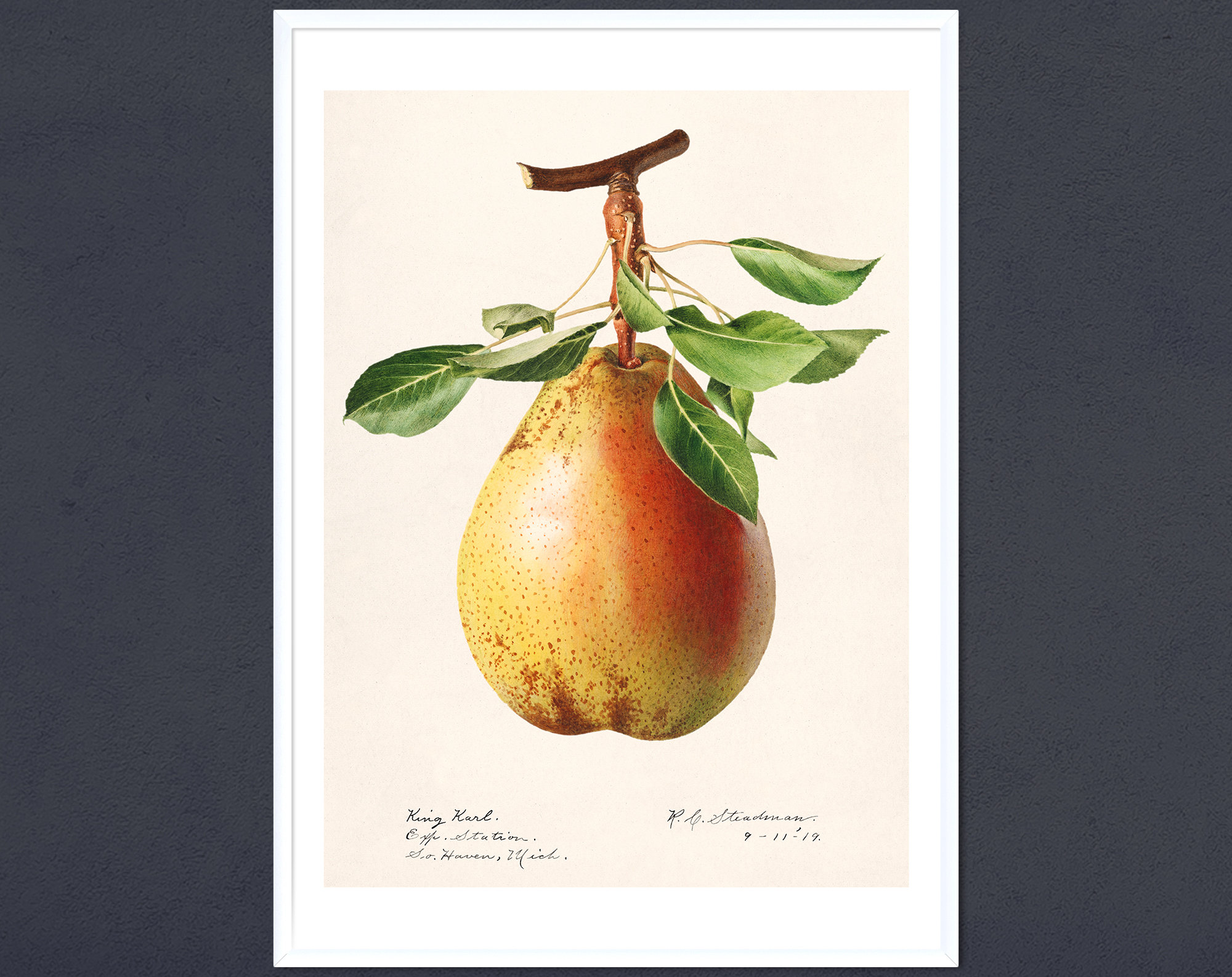 Vintage Pear Poster, Lithograph Print, Antique Botanical, Minimal Wall ...