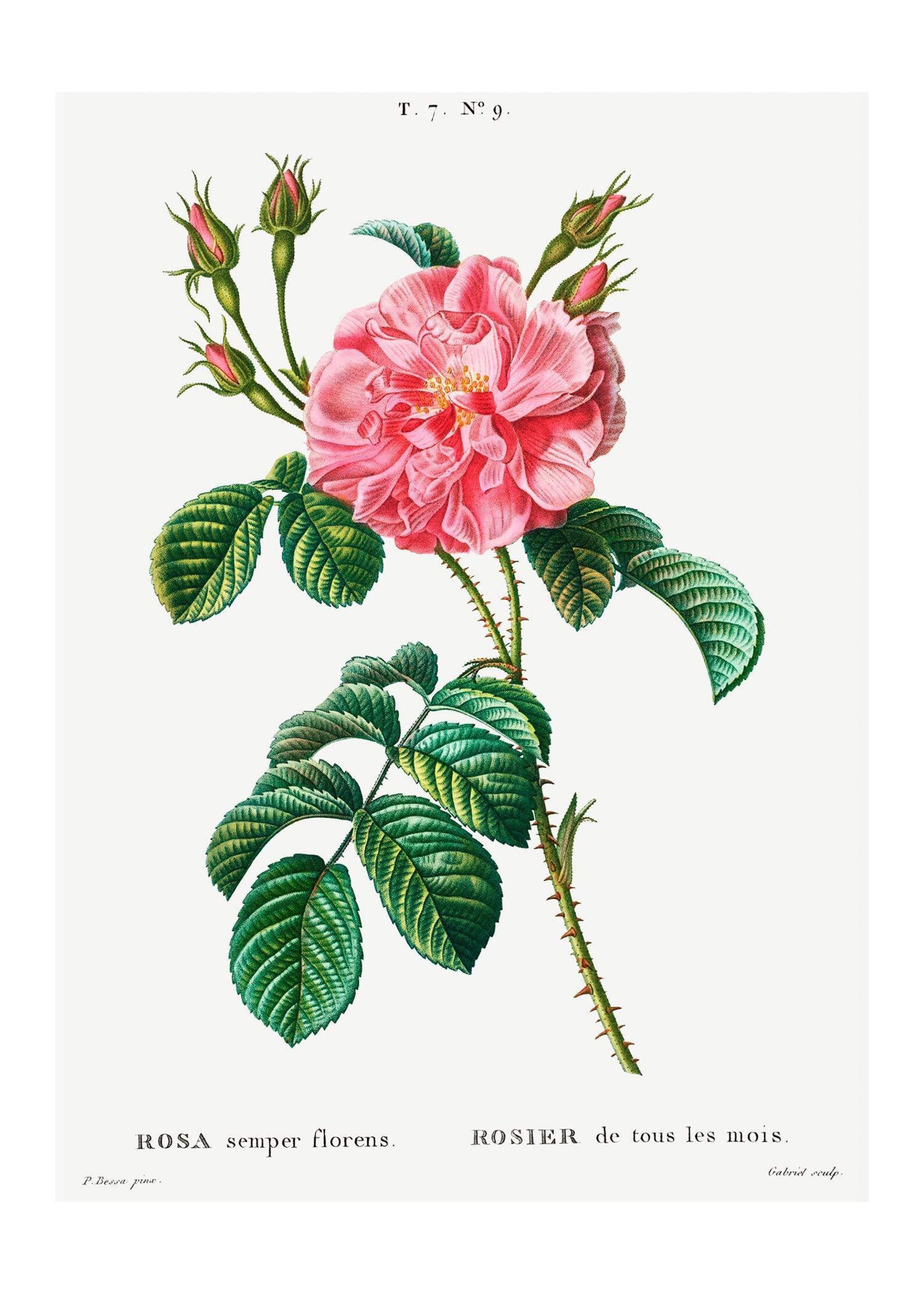 Vintage Rose Print – Botanical Diagram, Lithograph Art, Antique Plant ...