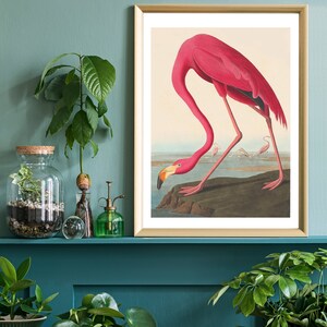Pink Flamingo Vintage Art Print, Birds of America Decor, Antique Bird ...