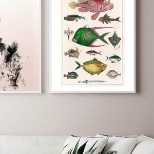Vintage Fish Art Print – Antique Ocean Diagram, Victorian Art ...