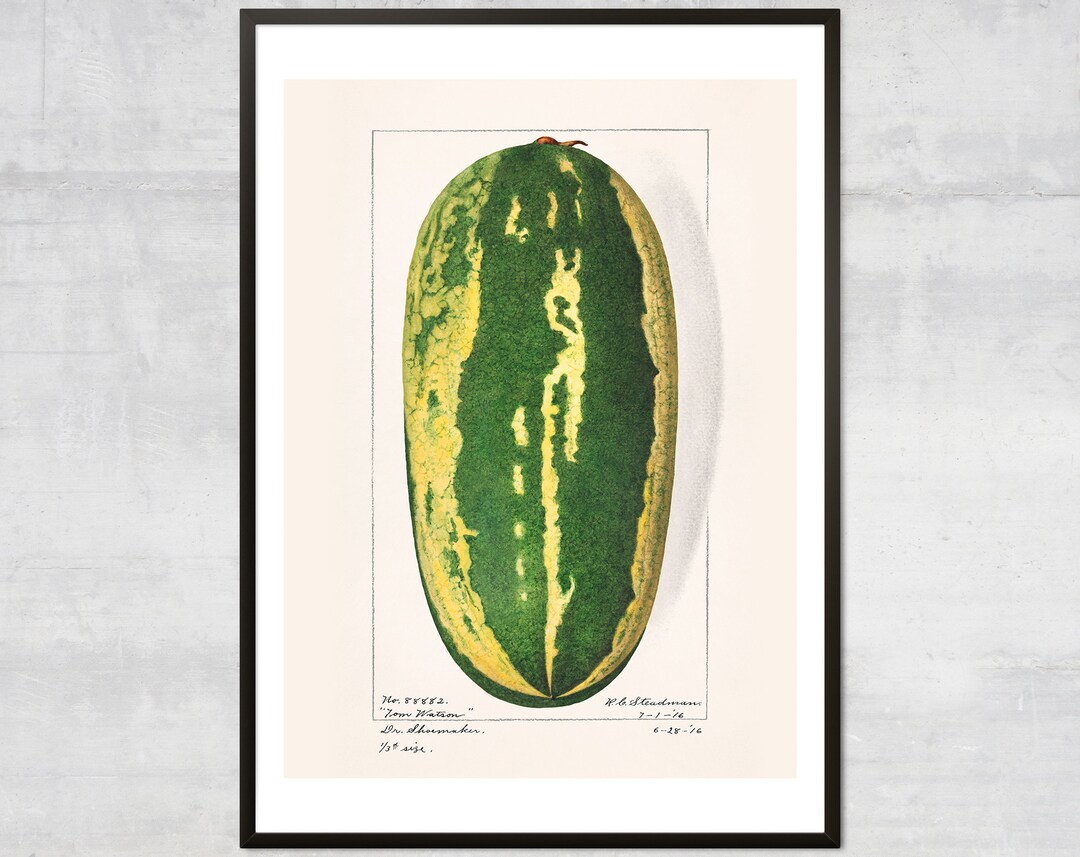 Vintage Watermelon Fruit Diagram – Lithograph Art Print, Antique ...