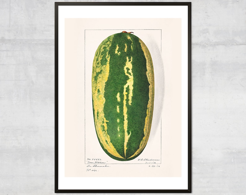 Vintage Watermelon Fruit Diagram – Lithograph Art Print, Antique ...