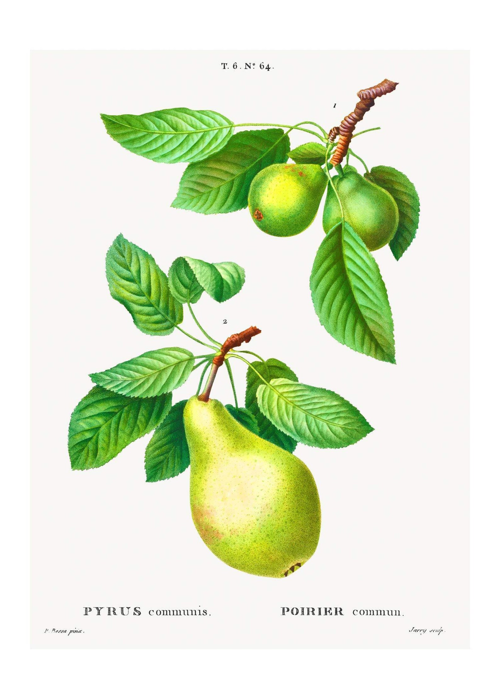 Vintage Pears Poster – Lithograph Print, Antique Botanical Art ...