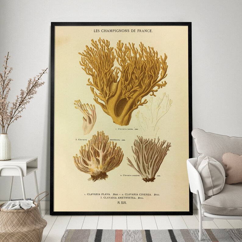 Mushroom Wall Art – Vintage Botanical Illustration Print, Champignons ...