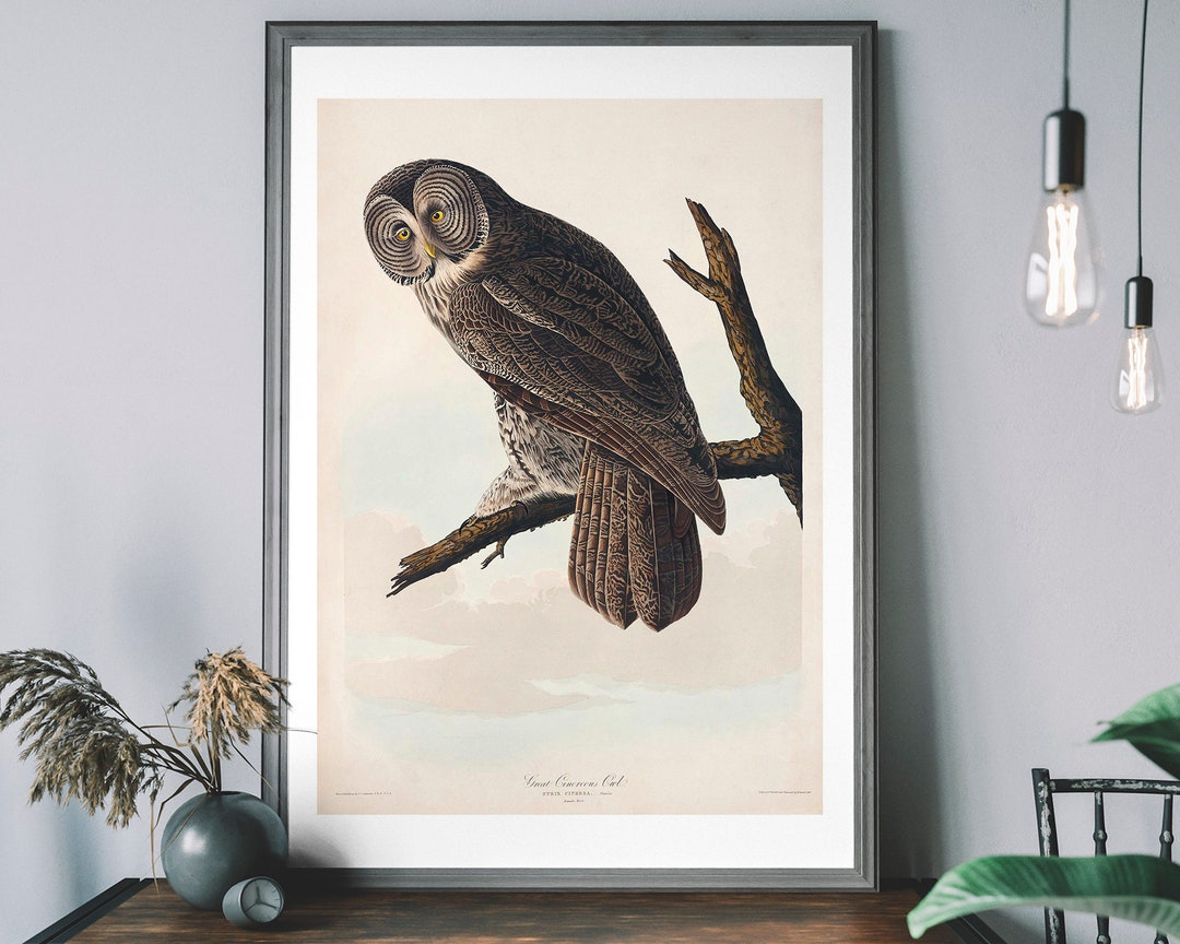 Great Owl Vintage Art Print – Birds of America Decor, Owl Illustration ...