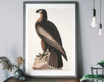 Bird of Prey Poster | Etsy