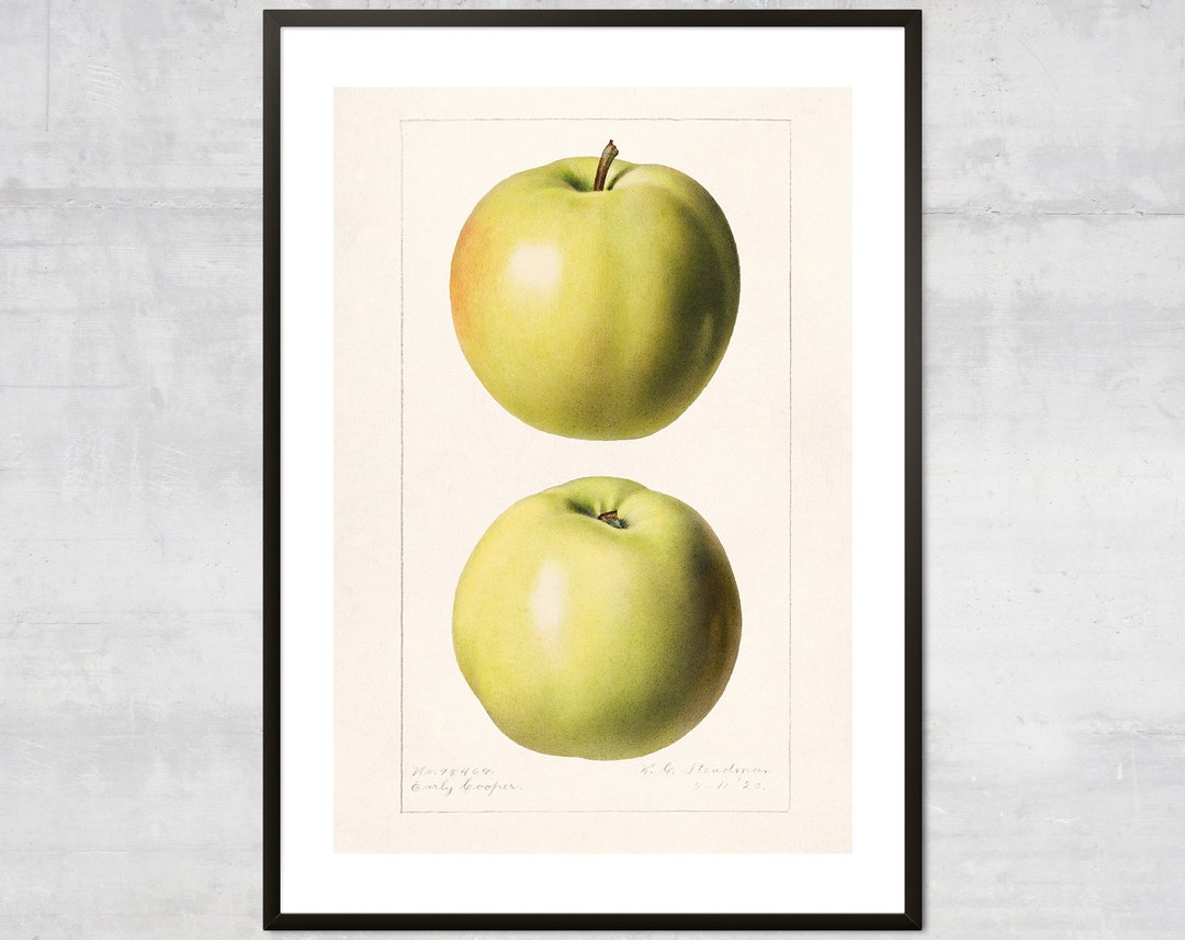 Vintage Apple Poster, Lithograph Print, , Antique Botanical, Minimal ...