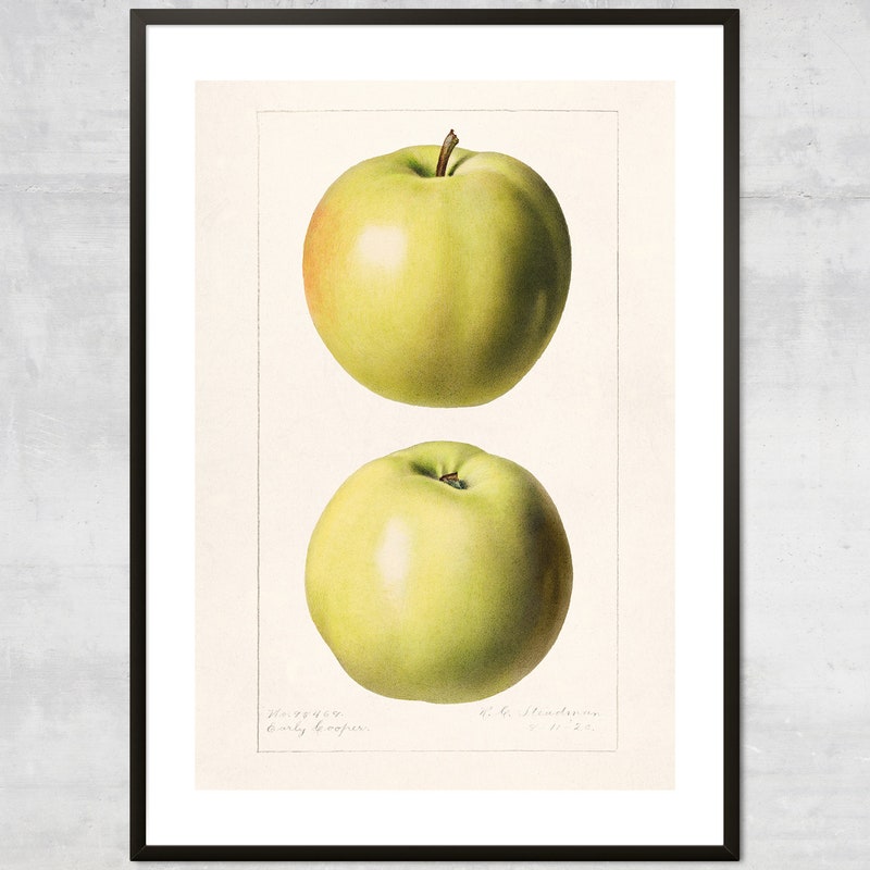 Antique Botanical Prints - Etsy