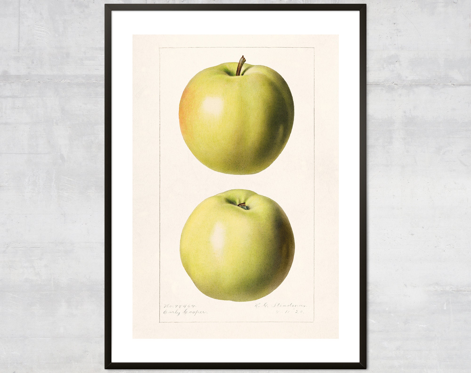 Vintage Apple Poster Lithograph Print Antique Botanical - Etsy