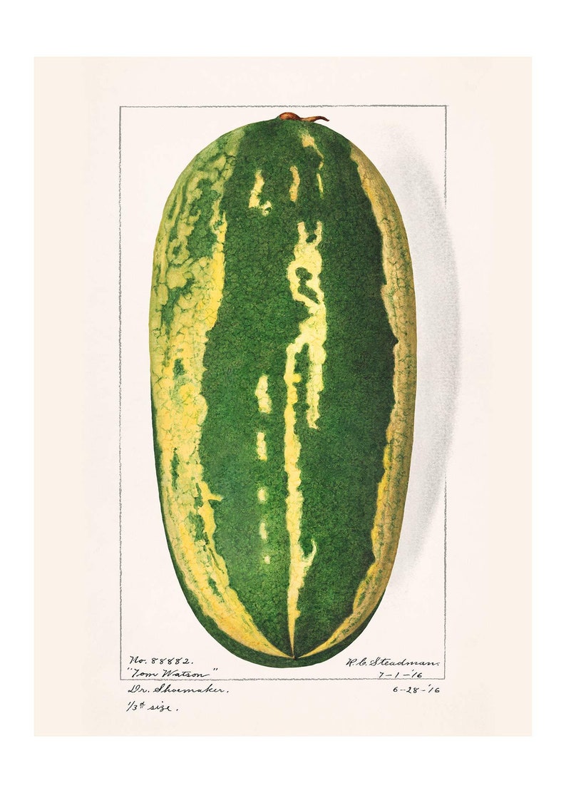 Vintage Watermelon Fruit Diagram – Lithograph Art Print, Antique ...