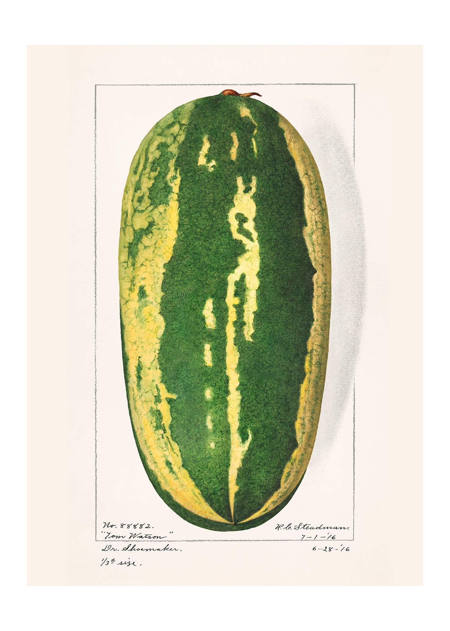 Vintage Watermelon Fruit Diagram – Lithograph Art Print, Antique ...