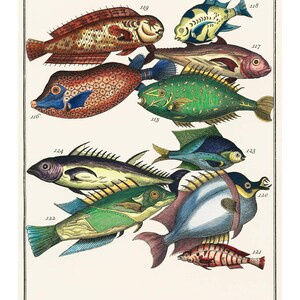 Vintage Fish Art Print – Antique Fishing Diagram Wall Art, Sea Life ...