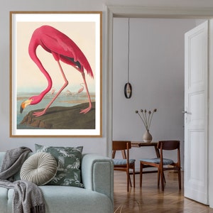 Pink Flamingo Vintage Art Print, Birds of America Decor, Antique Bird ...
