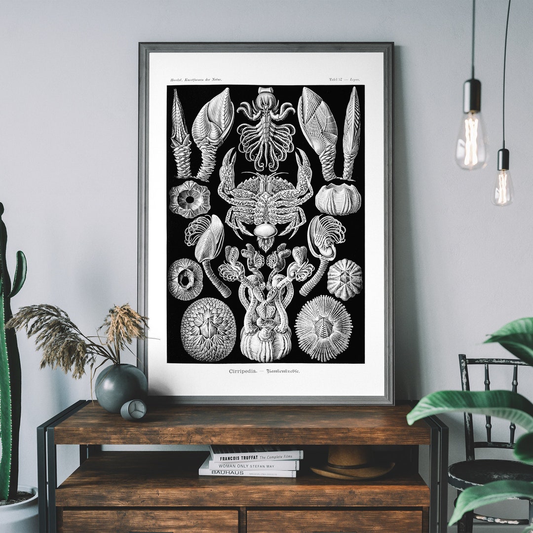 Barnacle Shells Art Print, Ocean Wall Art, Nautical Decor, Minimal ...