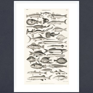 Vintage Fish Art Print, Antique Ocean Diagram Wall Art, Victorian Art ...