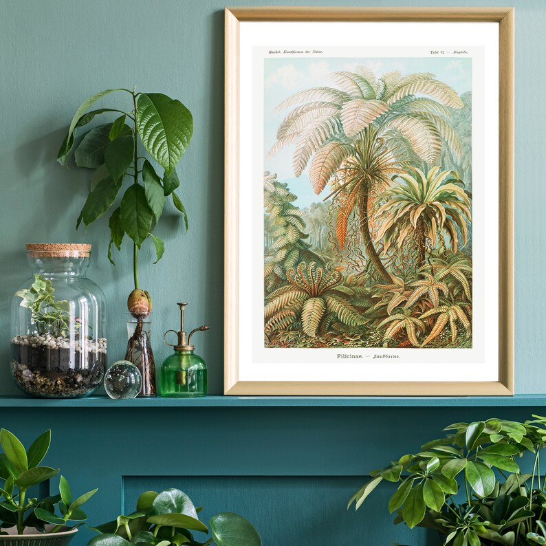 Vintage Ferns Art Print, Antique Lithograph by Ernst Haeckel, Antique ...