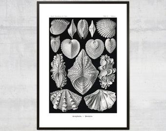 Vintage Mollusk Print Sea Shells Wall Art Nautical Decor - Etsy