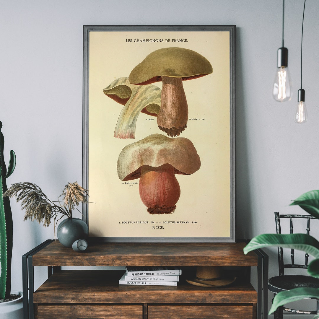 Champignons Mushroom Botanical Illustration Art Print | Vintage Hand ...