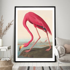Pink Flamingo Vintage Art Print, Birds of America Decor, Antique Bird ...