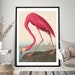 Pink Flamingo Vintage Art Print, Birds of America Decor, Antique Bird ...