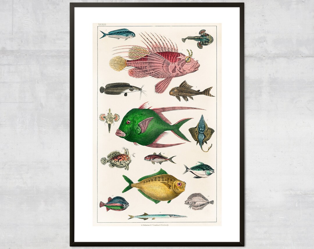 Vintage Fish Art Print – Antique Ocean Diagram, Victorian Art ...