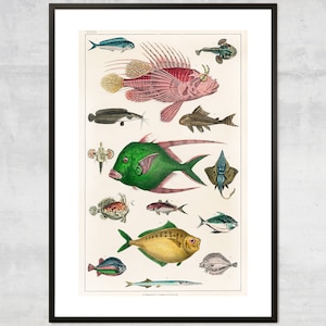 Vintage Fish Art Print – Antique Ocean Diagram, Victorian Art ...