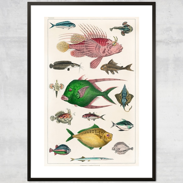 Vintage Fish Poster - Etsy
