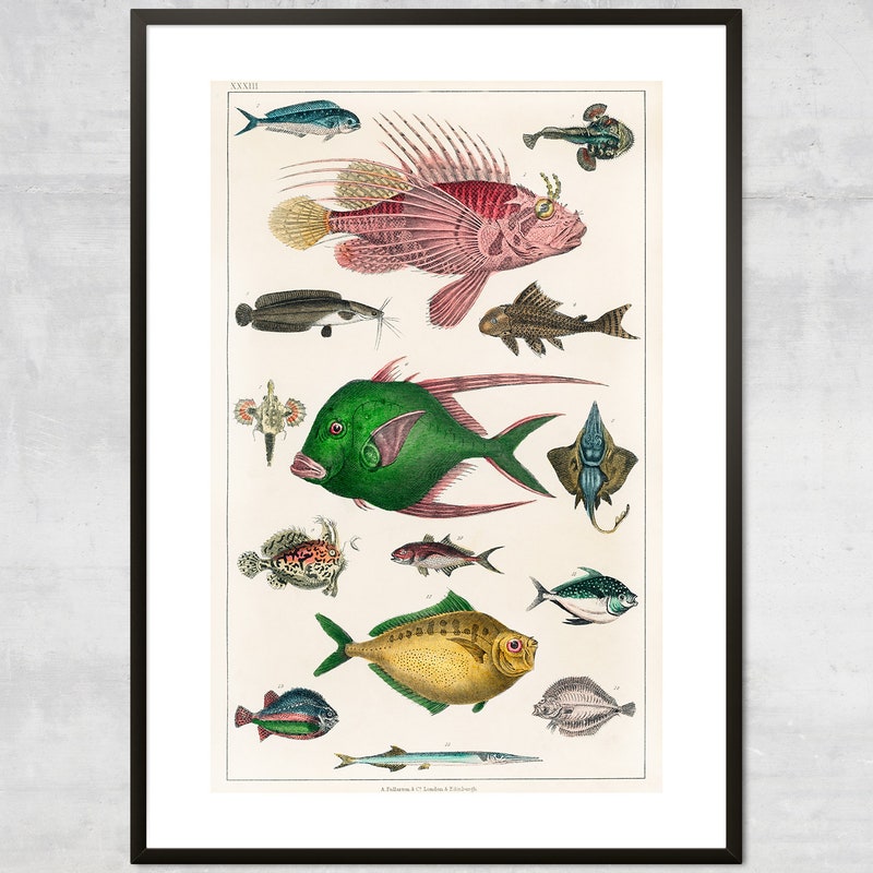Vintage Fish Poster - Etsy