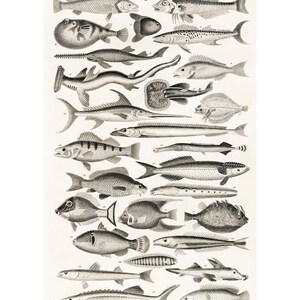 Vintage Fish Art Print, Antique Ocean Diagram Wall Art, Victorian Art ...