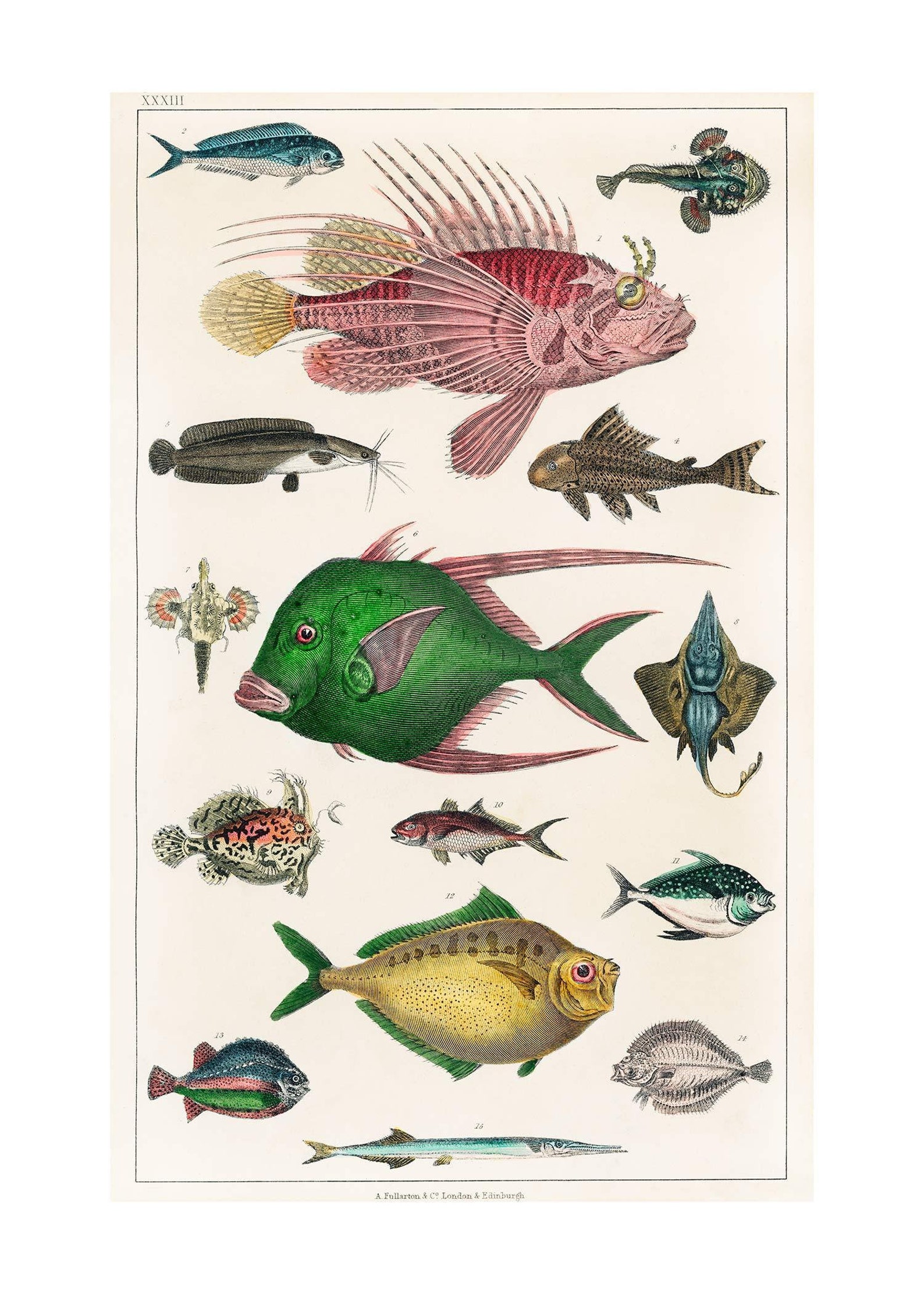 Vintage Fish Art Print – Antique Ocean Diagram, Victorian Art ...