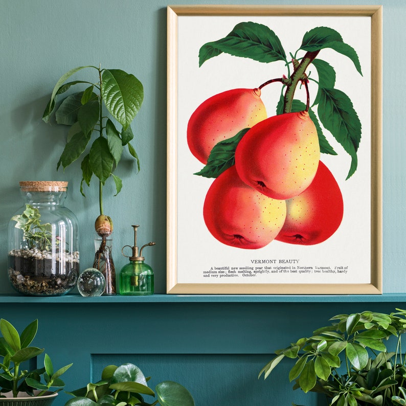 Vintage Pear Poster, Lithograph Print, Antique Botanical Art Print ...