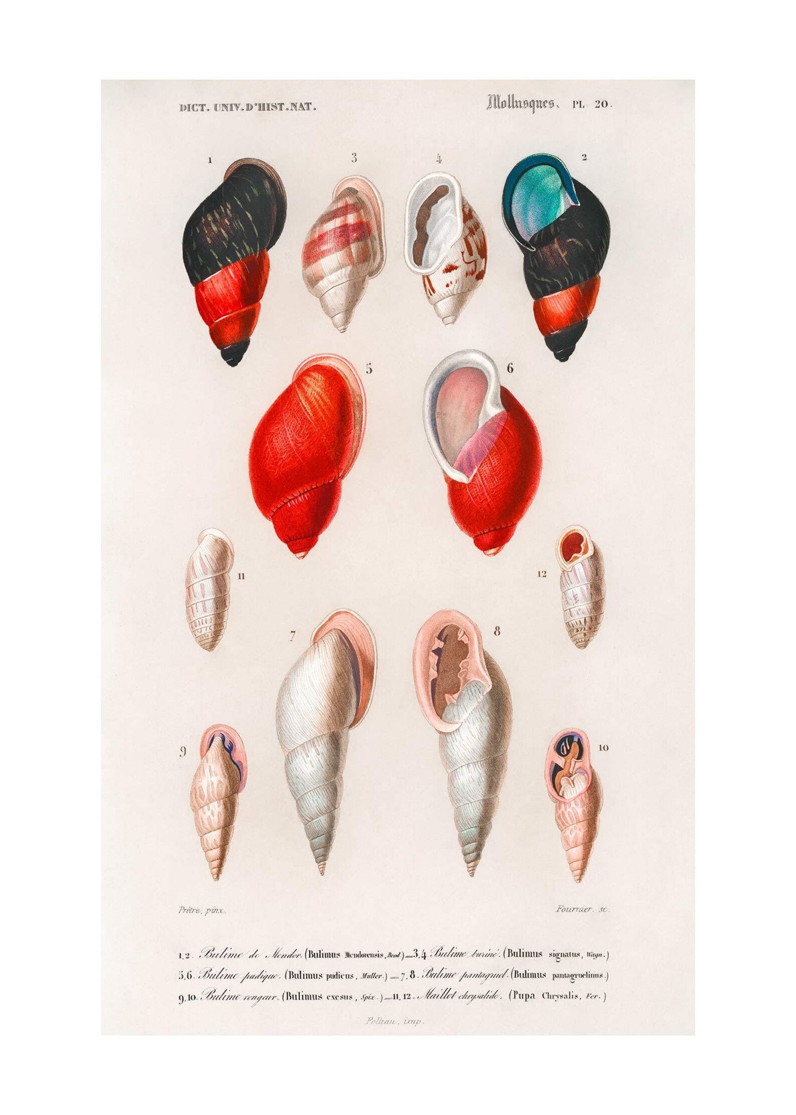 Vintage Mollusk Print, Sea Shells Wall Art, Nautical Decor, Minimal ...