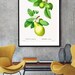 Vintage Pears Poster – Lithograph Print, Antique Botanical Art ...