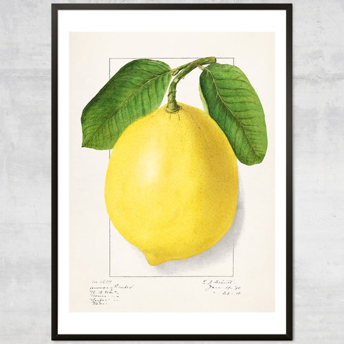 Vintage Lemon Poster Lithograph Print Antique Botanical - Etsy