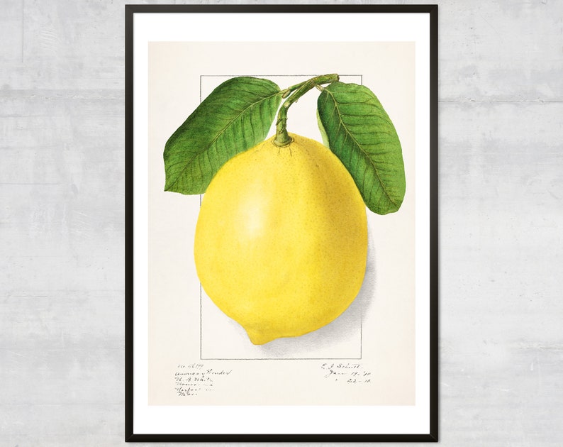 Vintage Lemon Poster, Lithograph Print, , Antique Botanical, Minimal ...