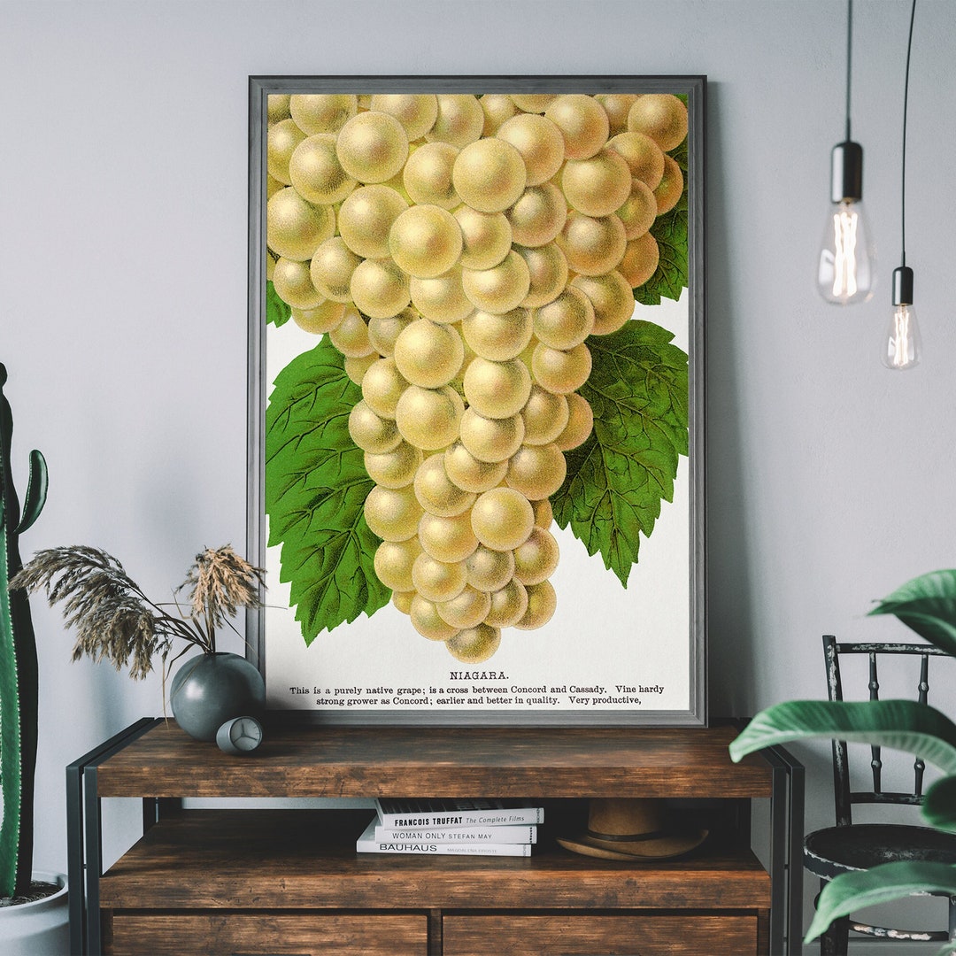 Vintage Grapes Poster, Lithograph Print, Antique Botanical Art Print ...