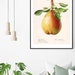 Vintage Pear Poster, Lithograph Print, Antique Botanical, Minimal Wall ...