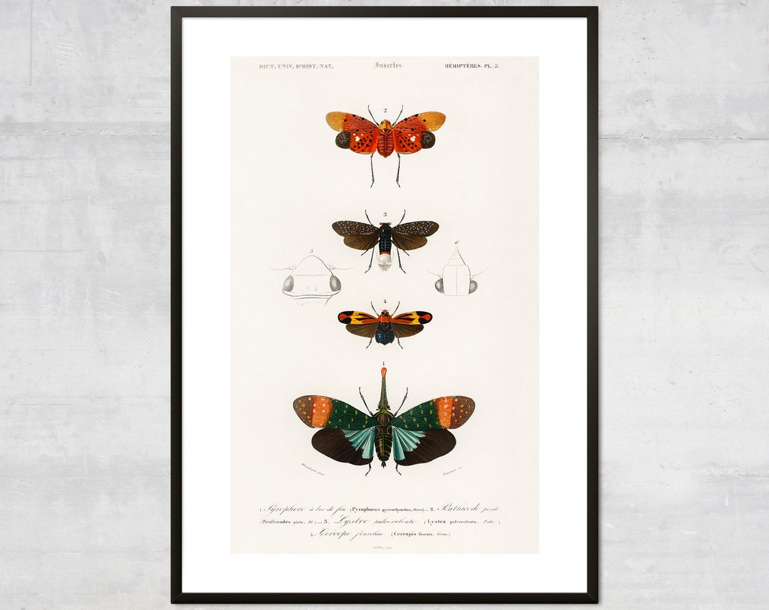 Vintage Butterfly Art Print, Antique Insect Diagram, Victorian Art ...