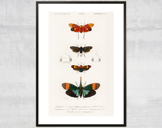 Vintage Butterfly Art Print Antique Insect Diagram Victorian - Etsy UK