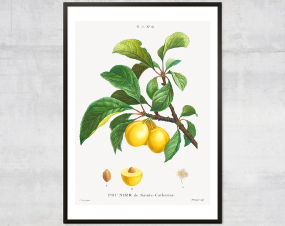 Vintage Plum Poster Lithograph Print Antique Botanical | Etsy