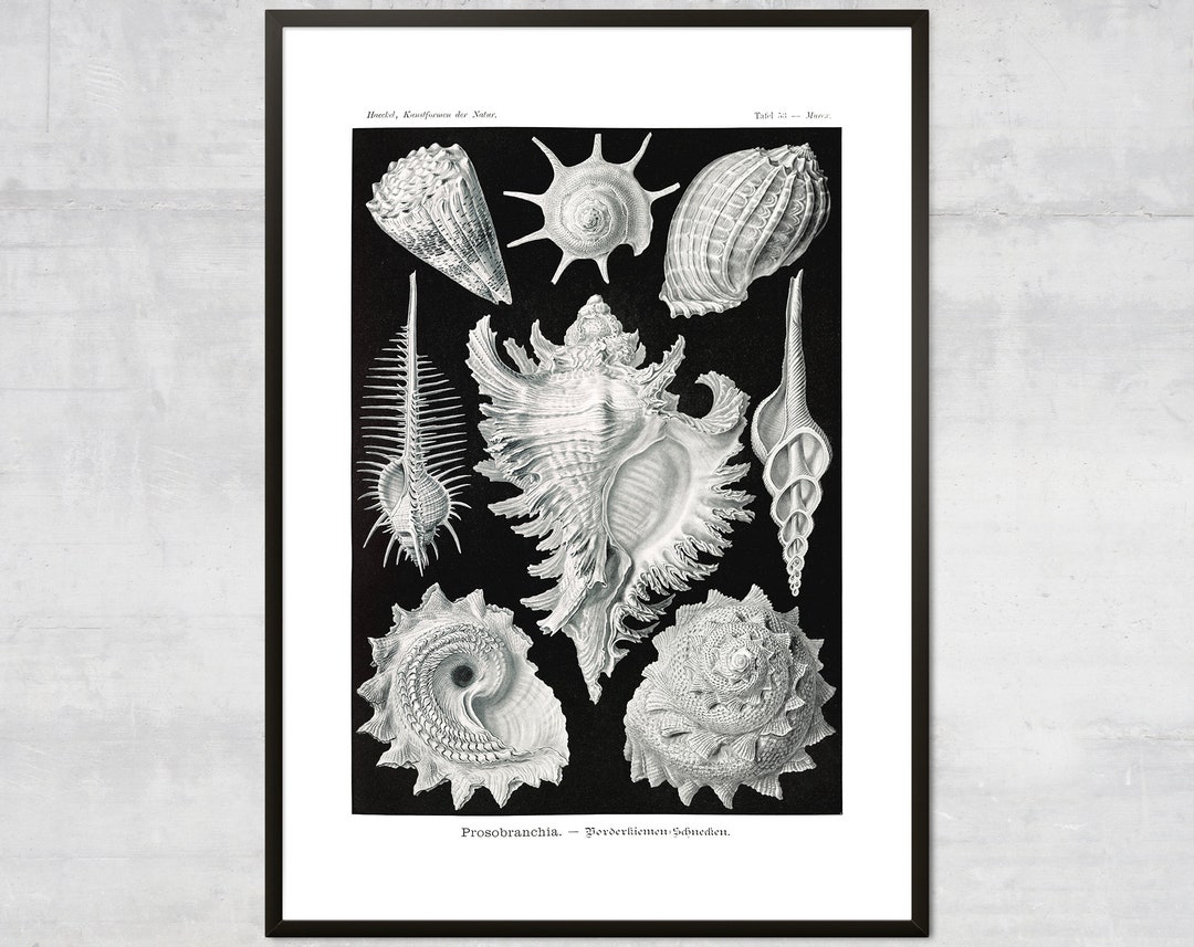 Vintage Mollusk Print, Sea Shells Wall Art, Nautical Decor, Minimal ...