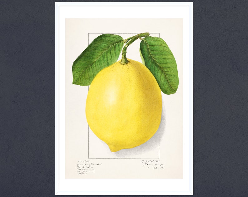 Vintage Lemon Poster, Lithograph Print, , Antique Botanical, Minimal ...