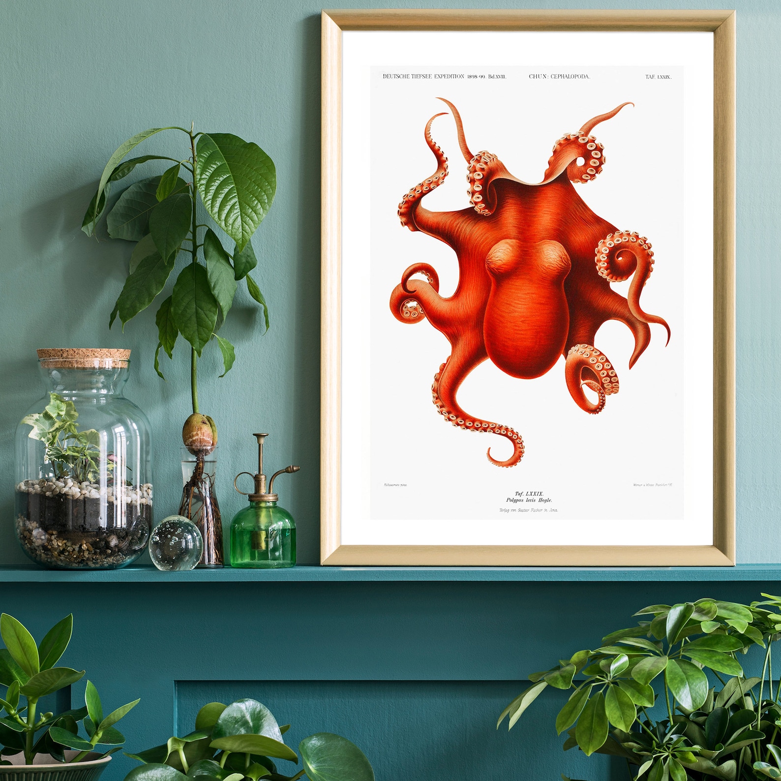 Vintage Octopus Art Print Antique Ocean Diagram Wall Art | Etsy