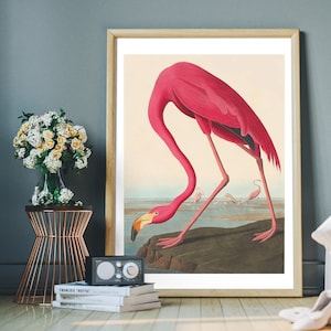 Pink Flamingo Vintage Art Print, Birds of America Decor, Antique Bird ...