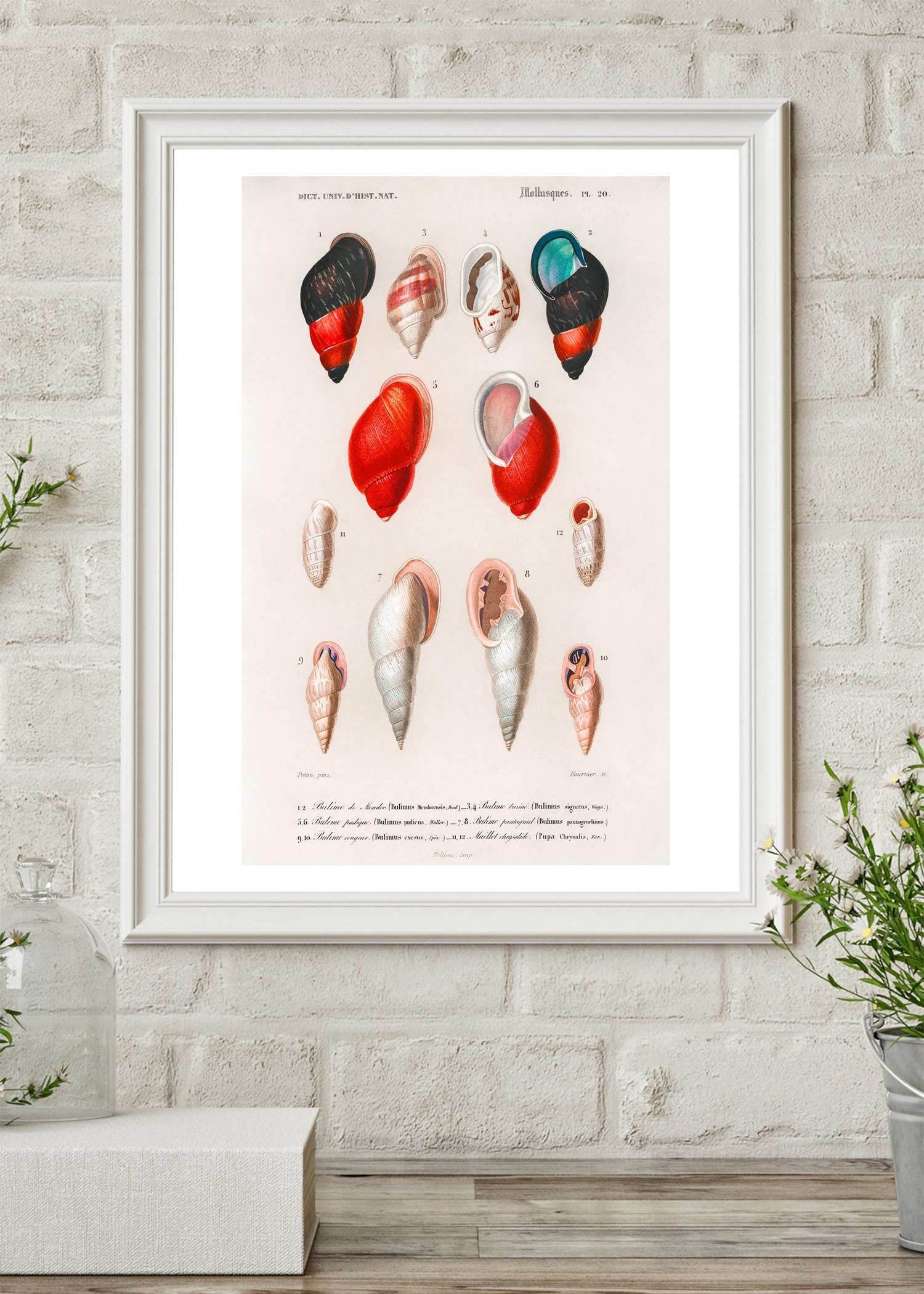 Vintage Mollusk Print, Sea Shells Wall Art, Nautical Decor, Minimal ...